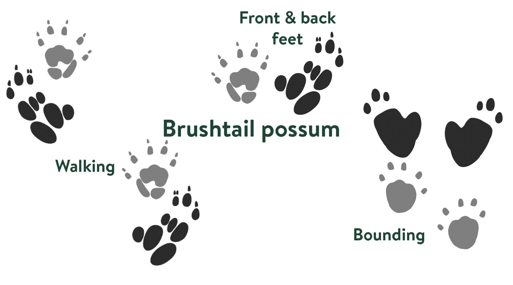 Brushtail Possum - WildTracker