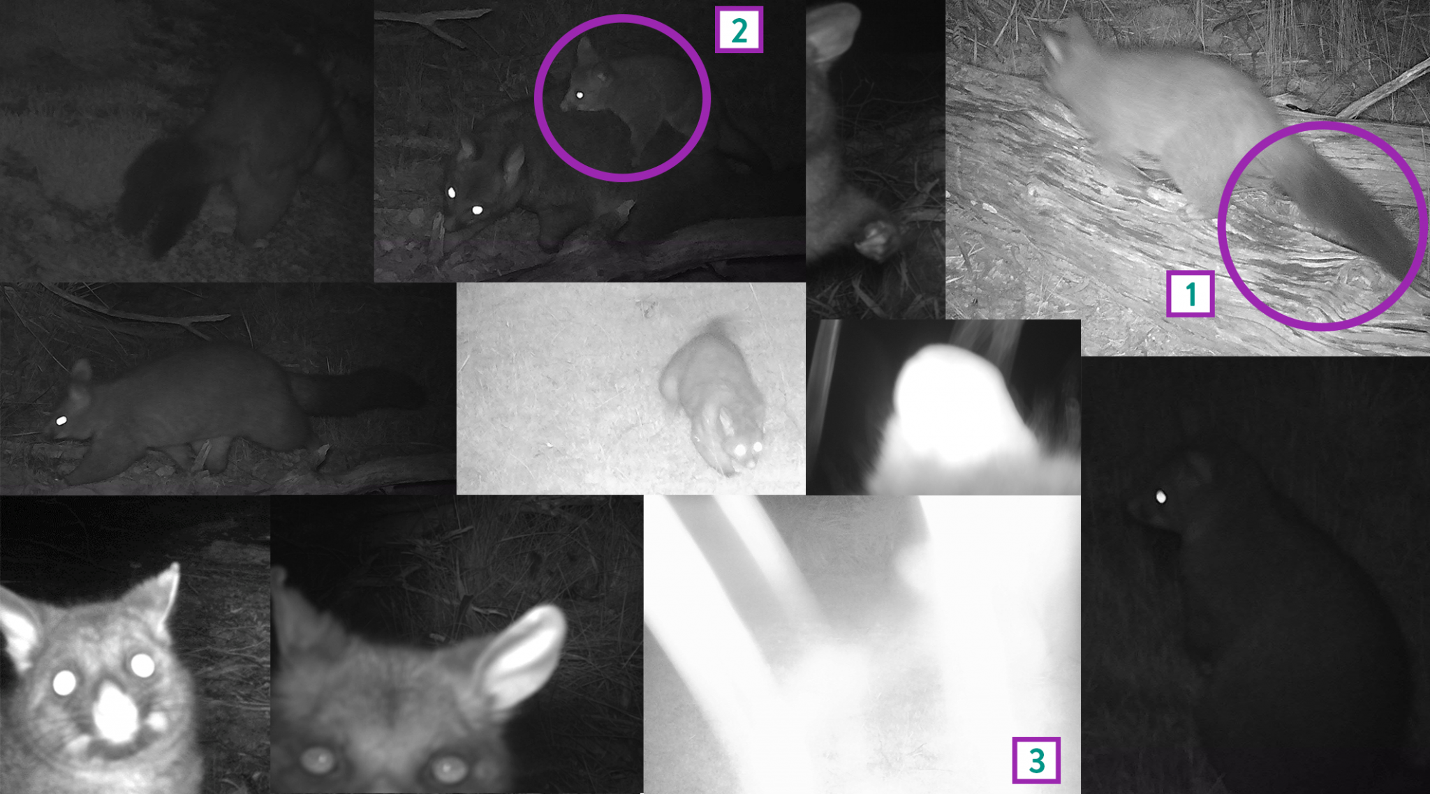 Brushtail Possum - WildTracker