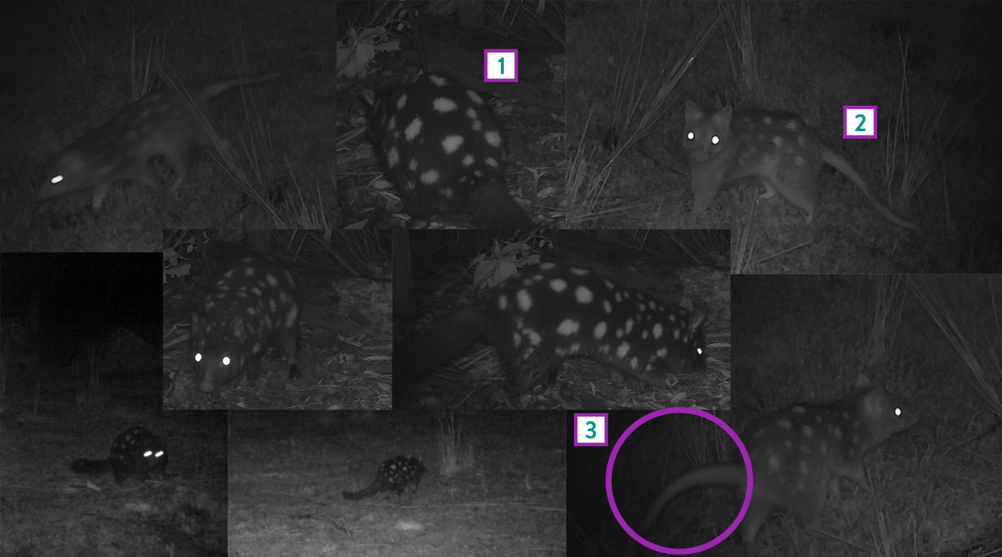 Eastern Quoll - WildTracker