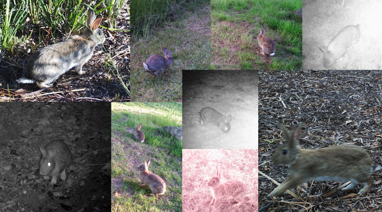 European Rabbit - WildTracker