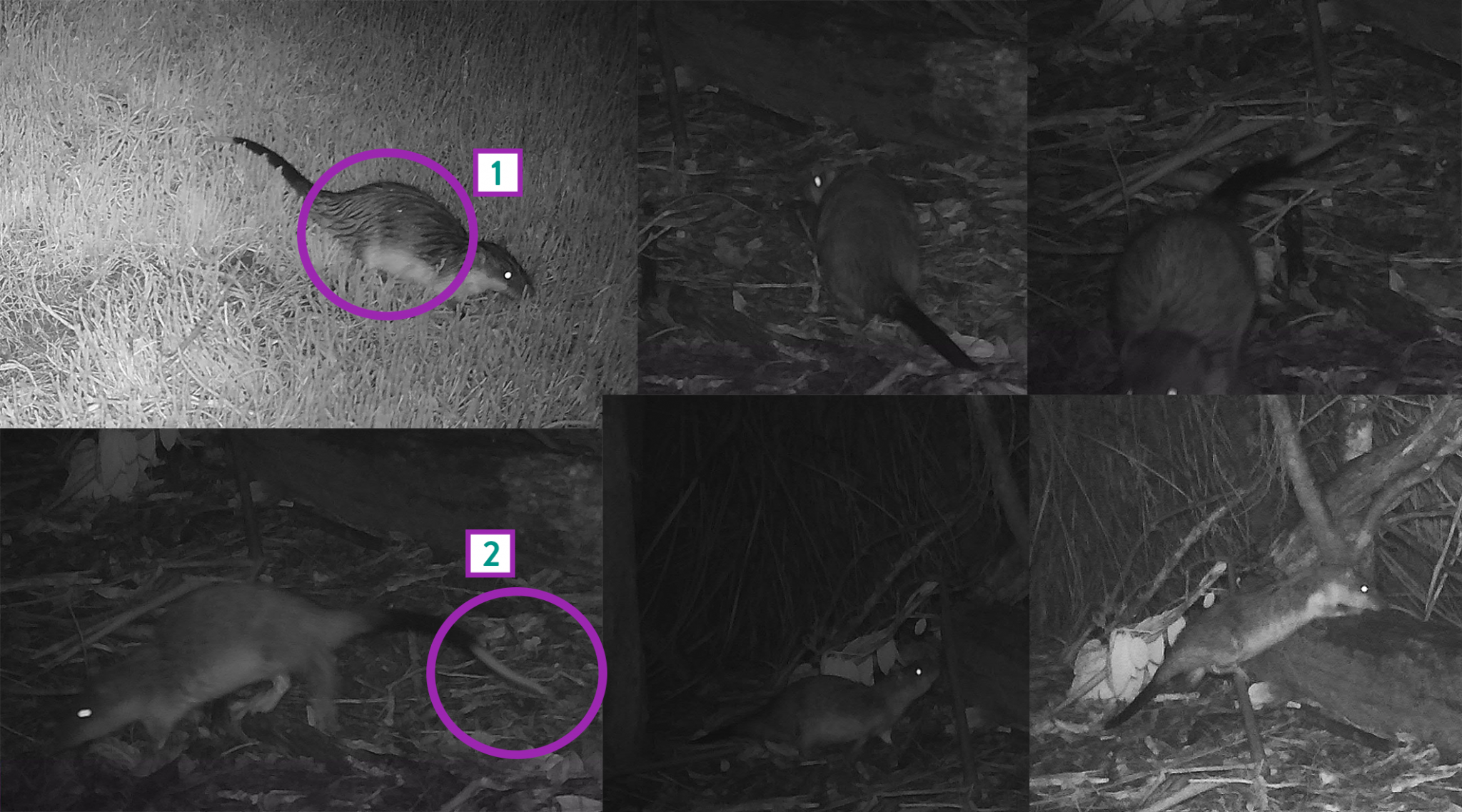 Water Rat - WildTracker