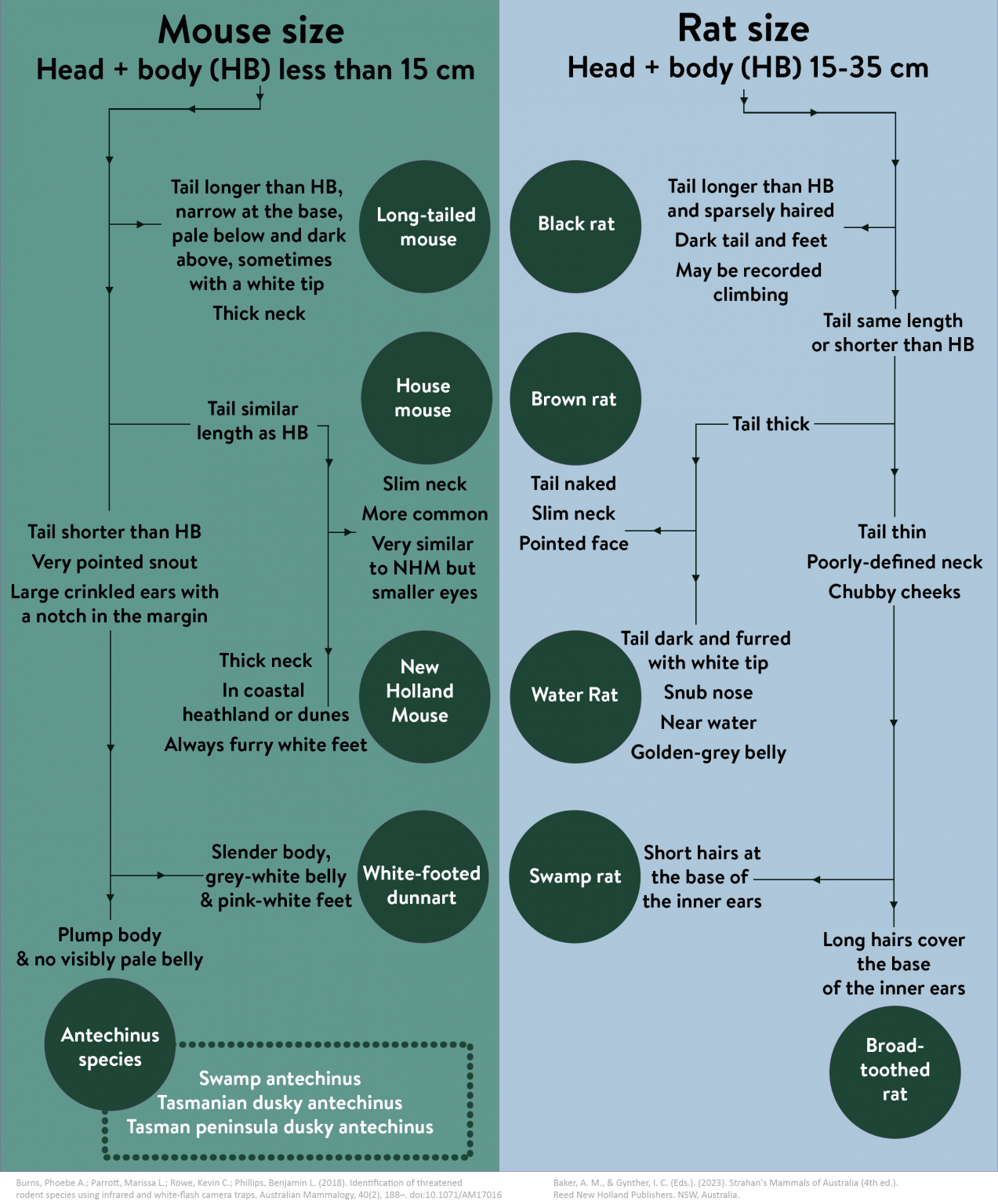Rodents & the like - WildTracker