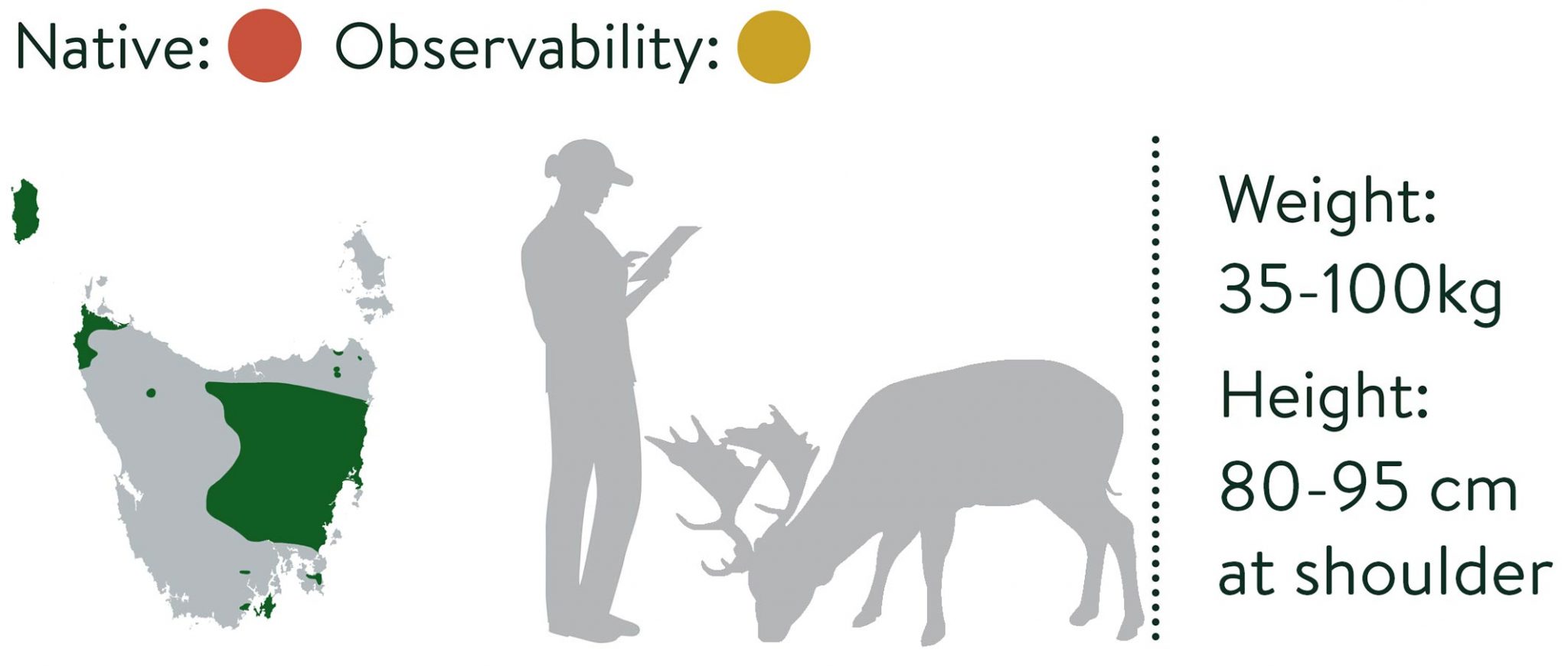 Fallow Deer - WildTracker