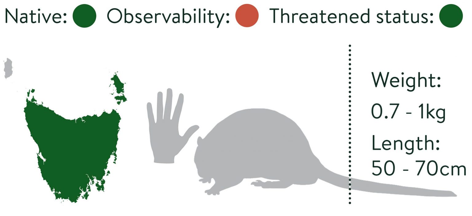 Water Rat - WildTracker