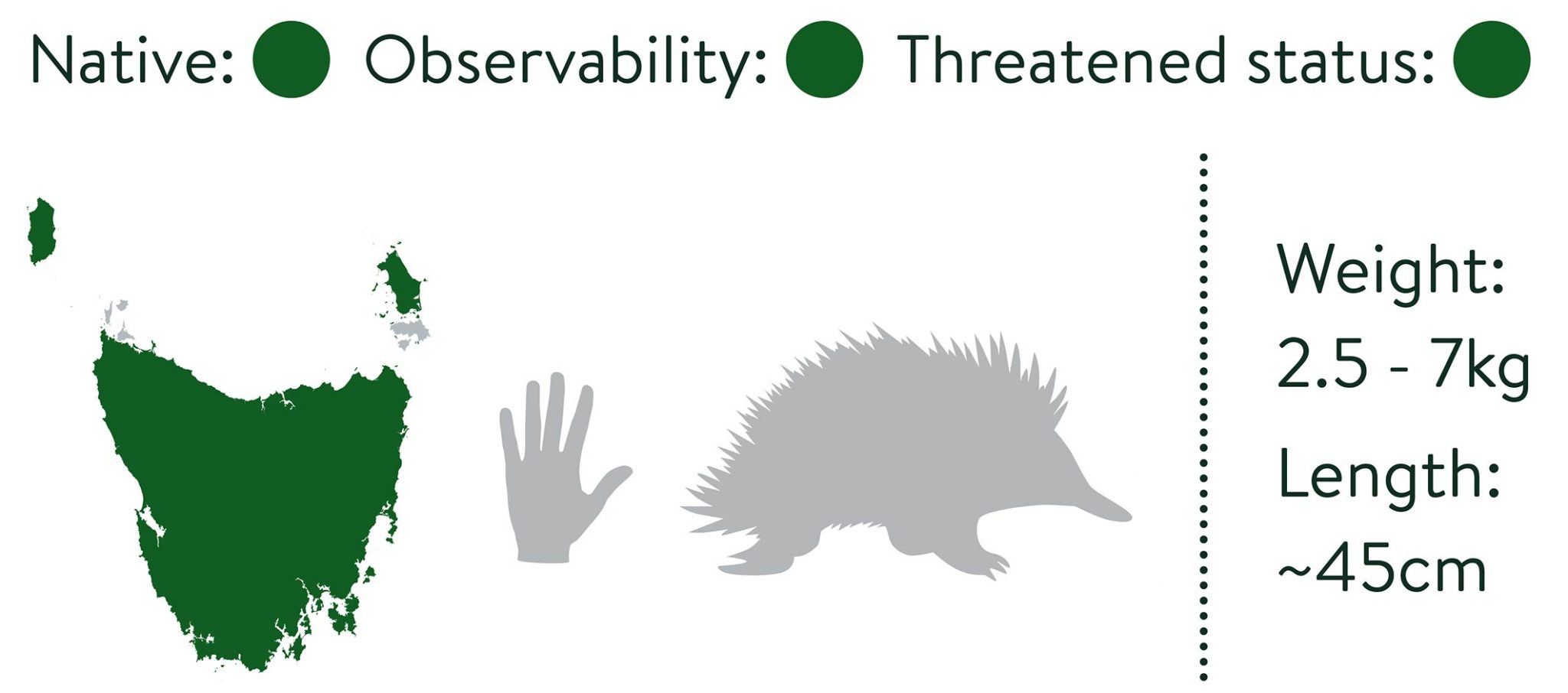 Short-beaked Echidna - WildTracker