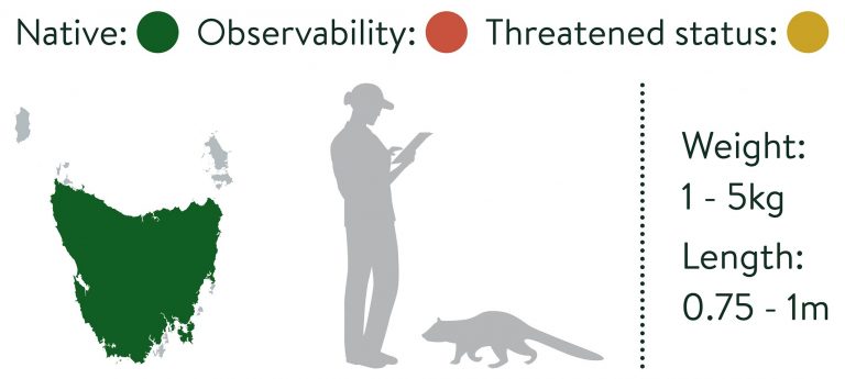 Spotted-tailed Quoll - WildTracker